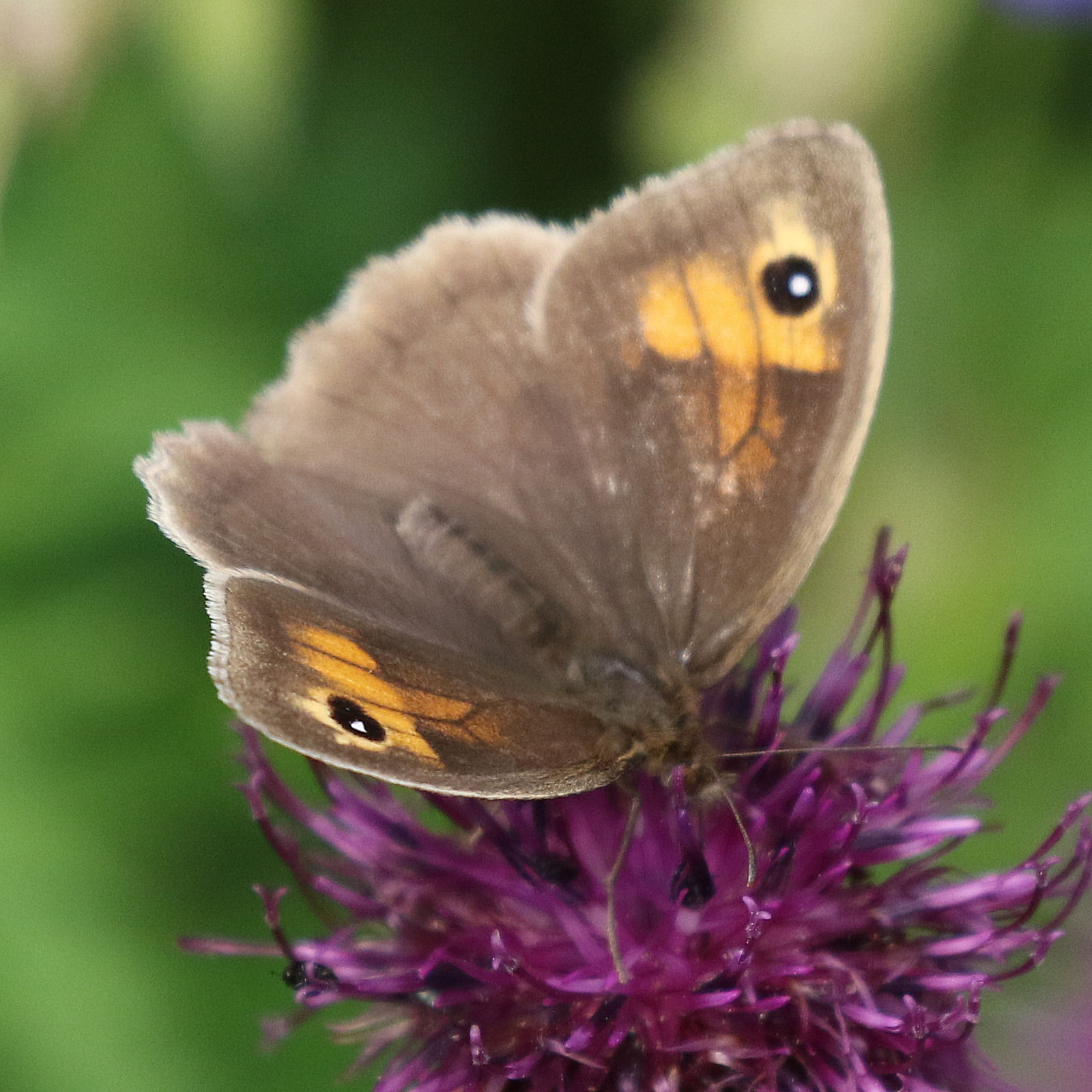 Birding with Flowers: Week 10 Summary