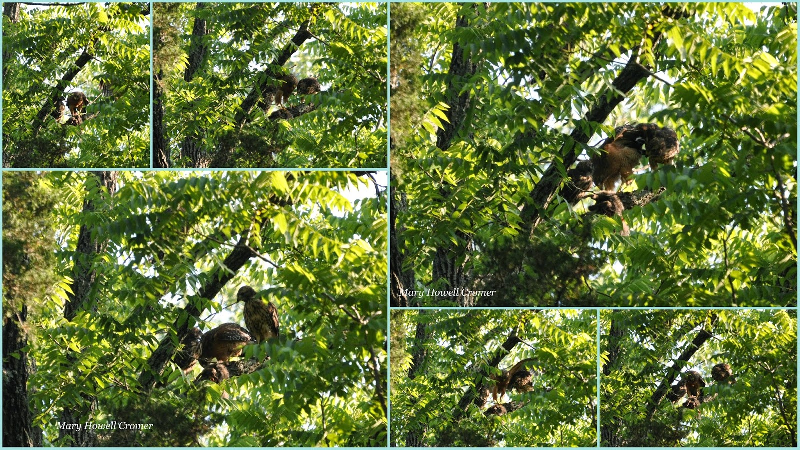 1st studio siberian mouse ks 005 | CHOLYS