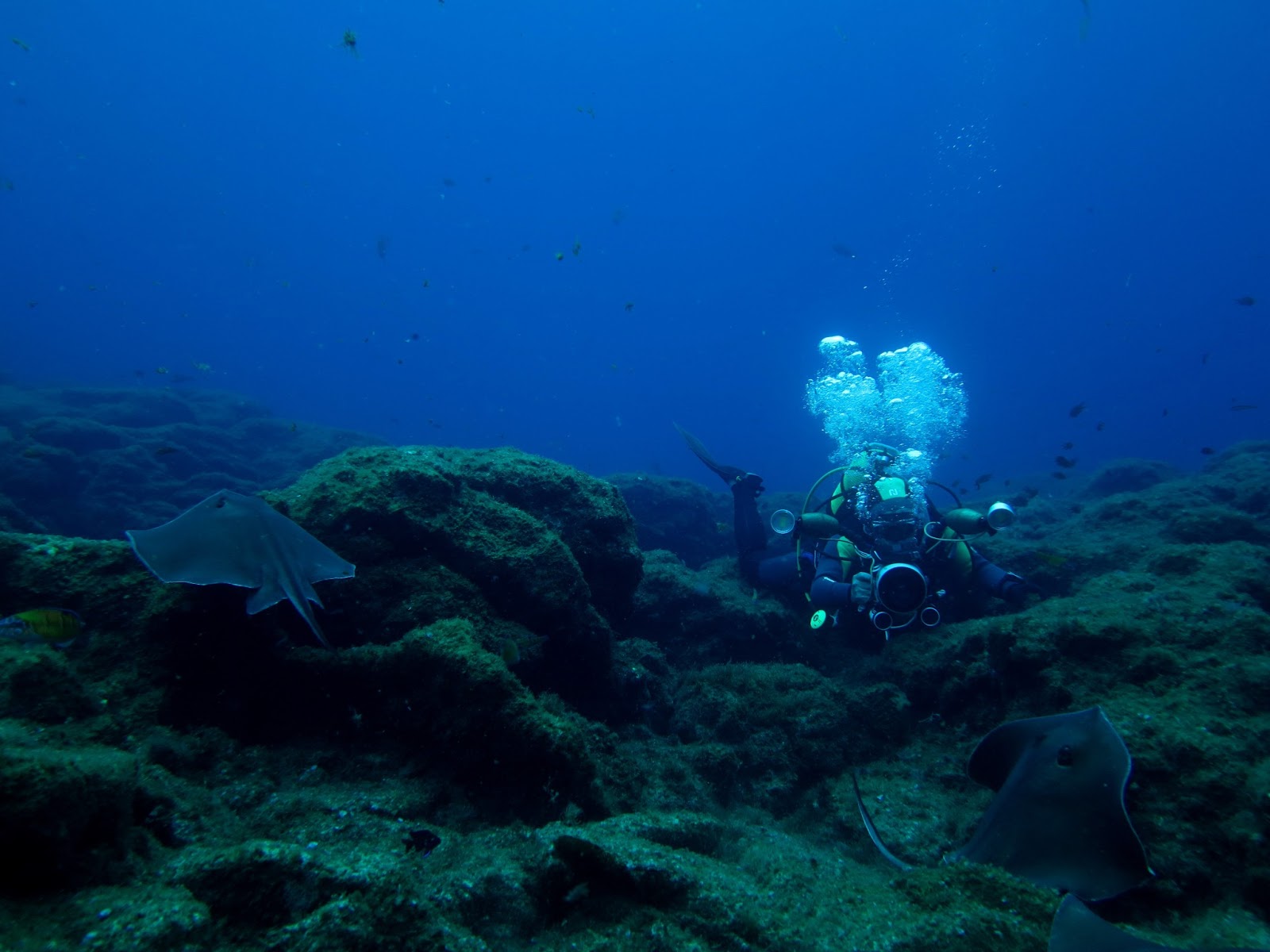 Mergulho num dos melhores spots da Europa, Ilhéus das Formigas Açores