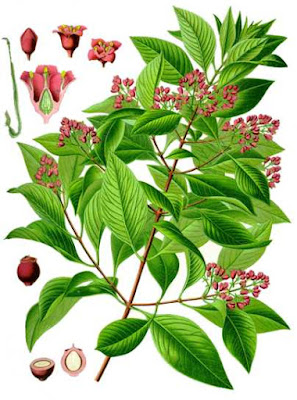 Portal del Aguador : SÁNDALO: PROPIEDADES, BENEFICIOS Y PARA QUÉ SIRVE