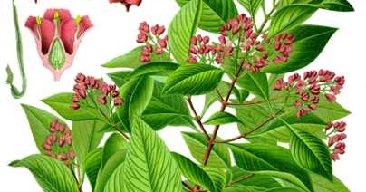 Portal del Aguador : SÁNDALO: PROPIEDADES, BENEFICIOS Y PARA QUÉ SIRVE