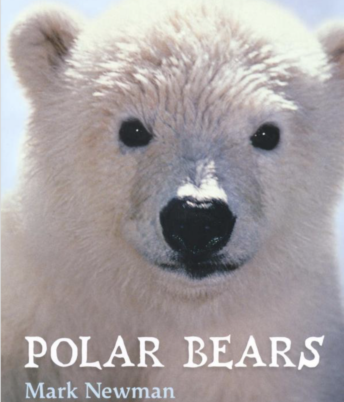 Learning Lessons With Amy Labrasciano: Polar Bears - ELA Lesson Plans #17