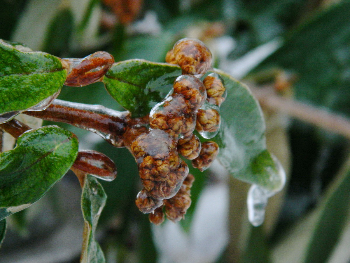 LA MULTI ANI, ROMANIA!: Flori inghetate