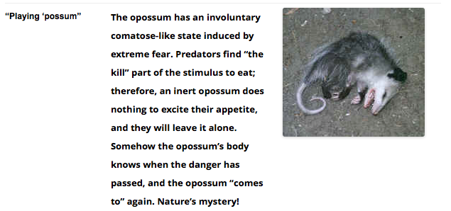 Giggles and Screams: Playing Possum Isn't Just A Saying, You Know...