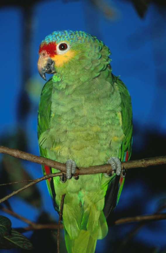 Luna de Caramelo: El ejercicio del Loro