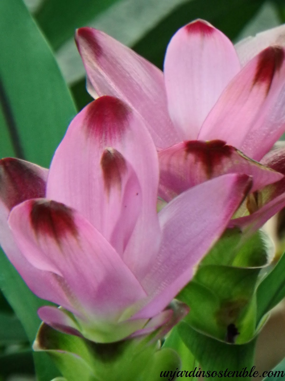 Cúrcuma amada (Cúrcuma, Tulipán de verano etc.)