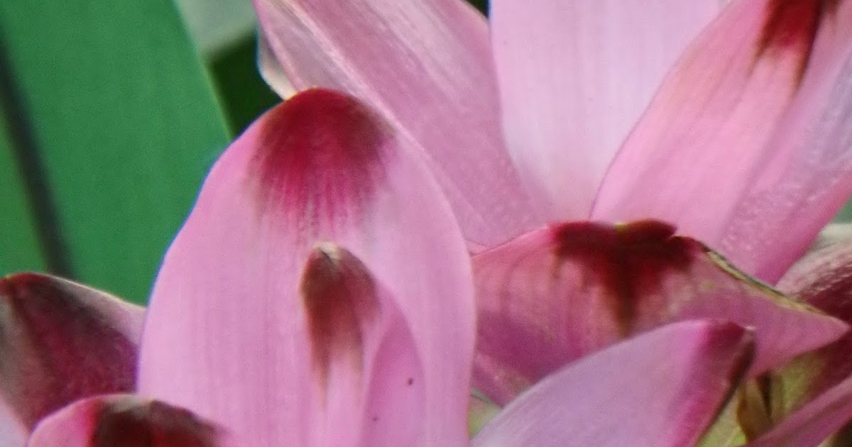 Cúrcuma amada (Cúrcuma, Tulipán de verano etc.)