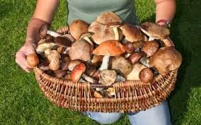 ciuperci: VALOAREA ALIMENTARA A CIUPERCILOR