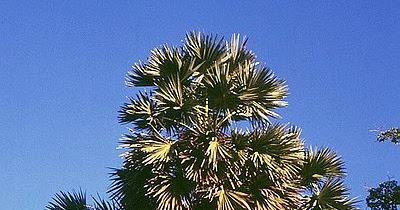 FLORA DAN FAUNA ASLI INDONESIA: FLORA DAN FAUNA KHAS PROVINSI SULAWESI ...