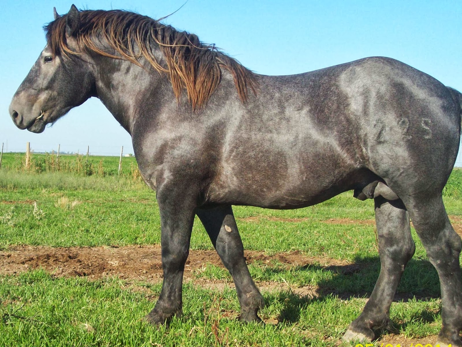 CABALLOS PERCHERONES CABAÑA LA TURCA: CAÑADA GLADIADOR SBA 13715