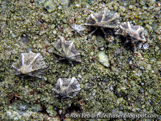 tHE tiDE cHAsER: Marine Snails of Singapore
