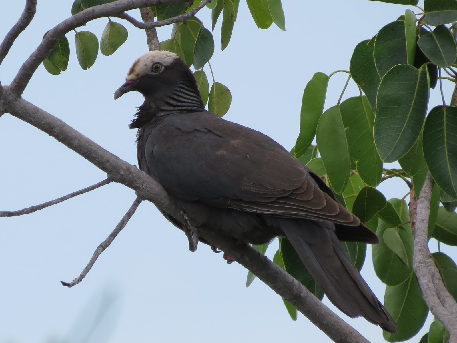 Visions From Key West