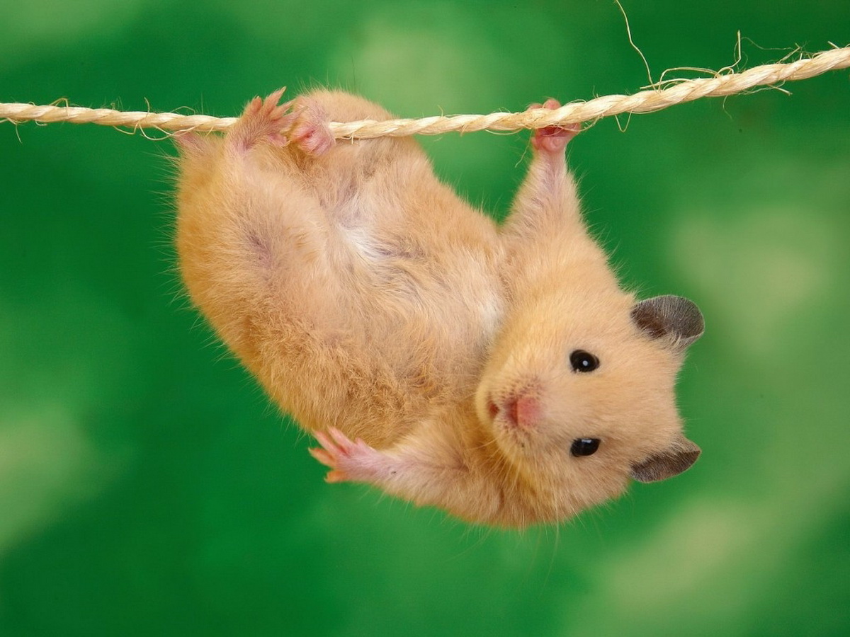 Hamster | Animal Wildlife