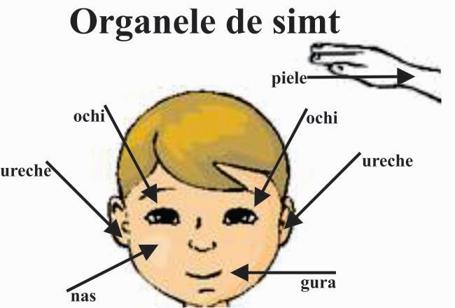 CLASA NOASTRĂ: CORPUL OMENESC : Stiati ca...?