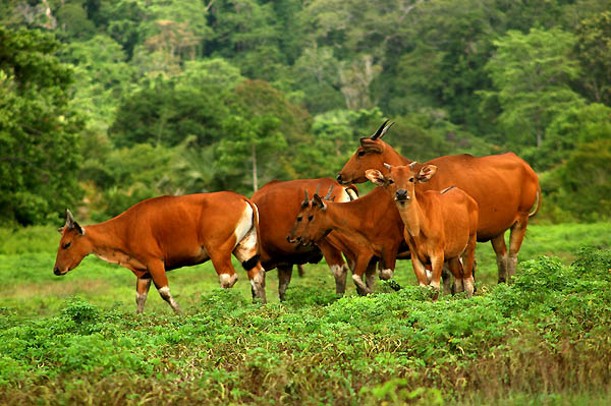 Feel African Exotism in Baluran National Park Indonesia « Indonesia Geek