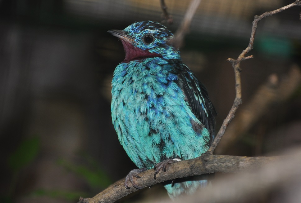 ZOOTOGRAFIANDO (6.100 ANIMALS): COTINGA CELESTE O REAL / SPANGLED ...