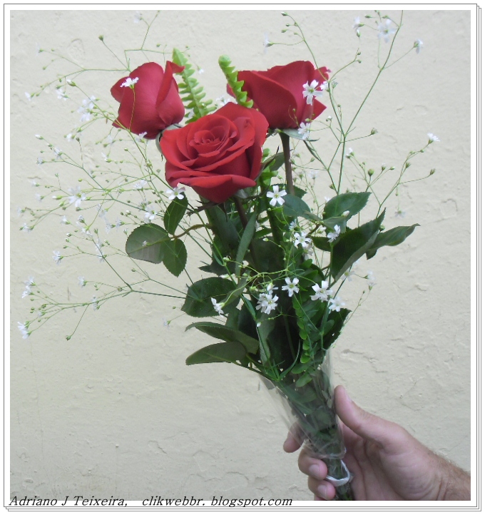 Mundo das Plantas : Rosa vermelha!