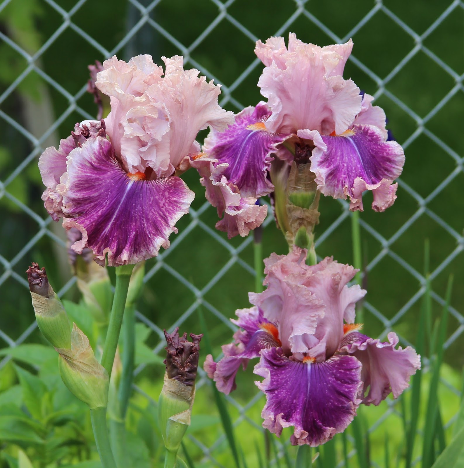 World of Irises: "Talking Irises" TALL BEARDED IRISES 2016--A banner year