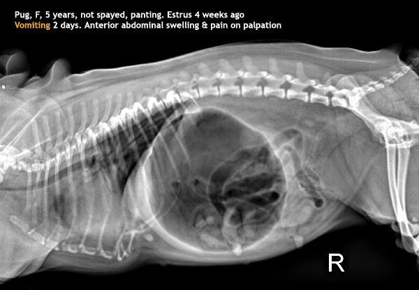 Veterinary, Photography and Travel Stories for vet students and pet ...