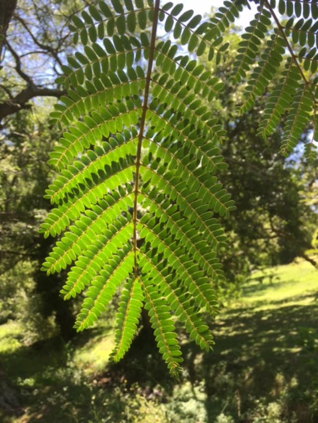 Cory's Native Garden: Arbol de Artigas: Heroic Tree of Uruguay