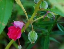 Khasiat Pacar Air - Tumbuhan Obat