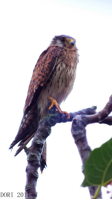 Pasea Menorca: XORIC