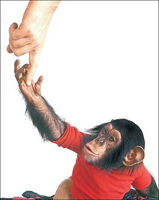 SNEAK PEEK : "Project Nim": Monkey See. Monkey Do.