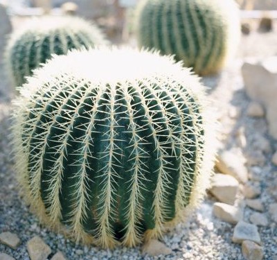 BLOG DO "VOINHO": CONHECENDO AS PLANTAS XERÓFITAS