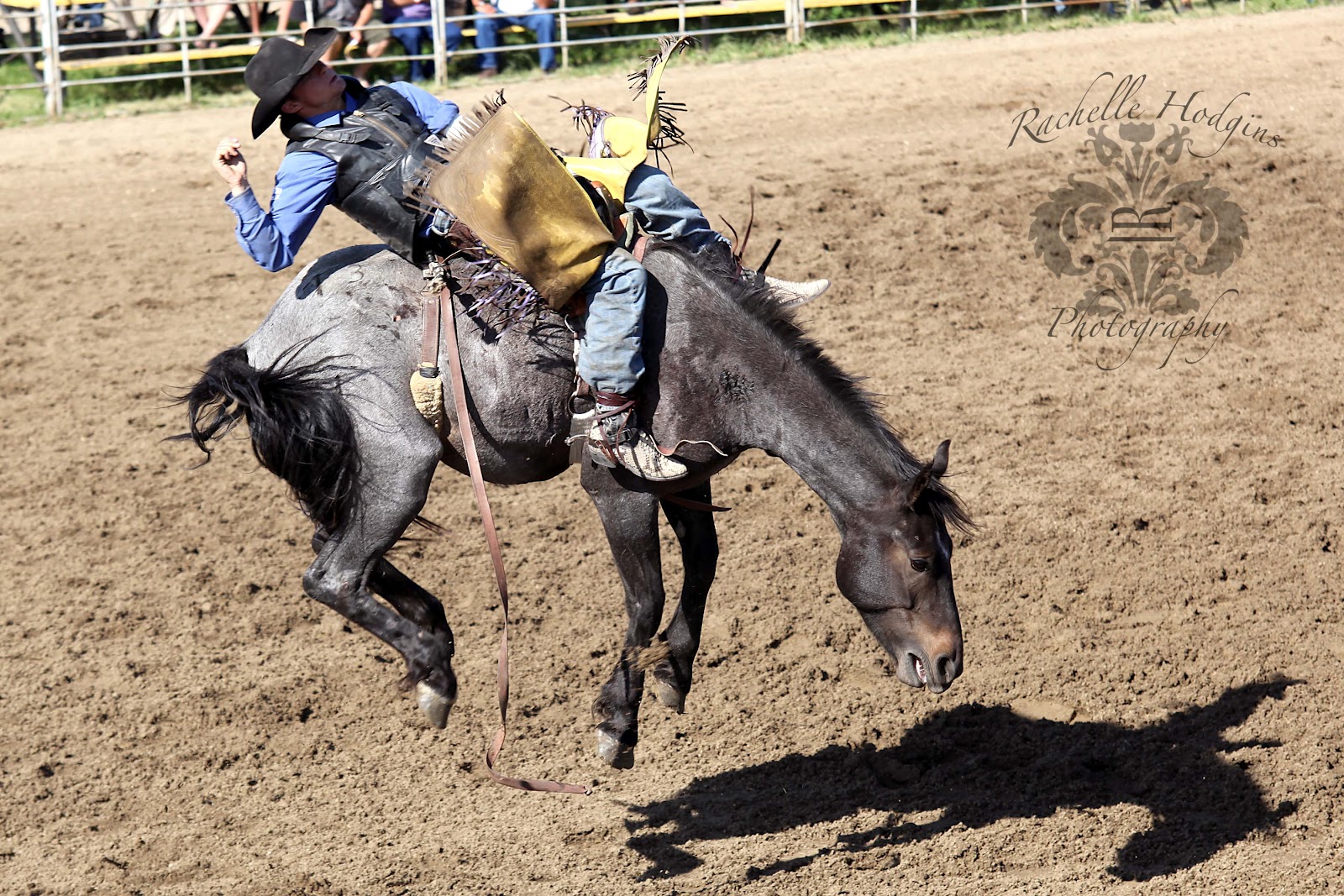 Rachelle Hodgins Photography: Week in Review: Kyle Rodeo!