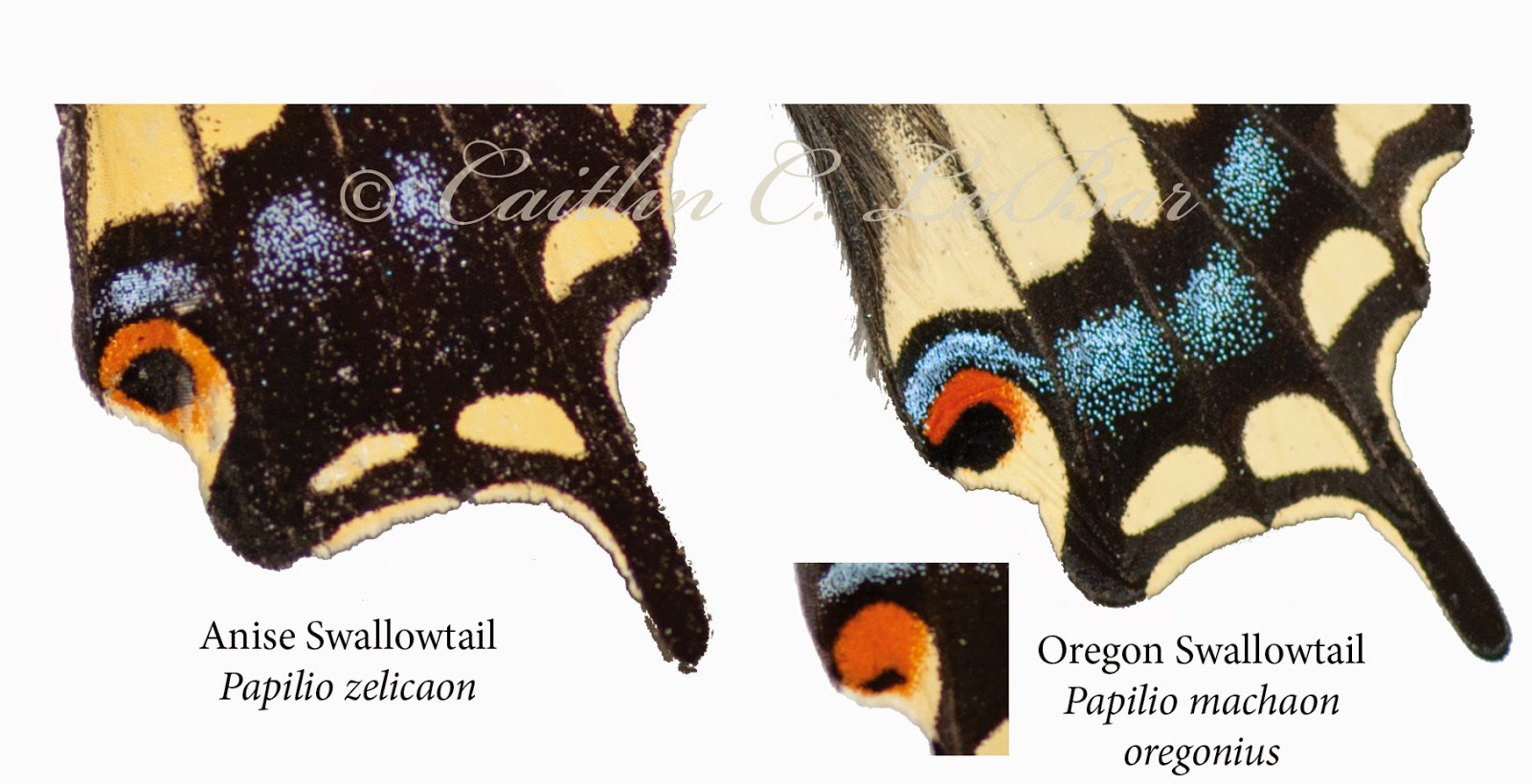 Northwest Butterflies: Species Profile: Swallowtails