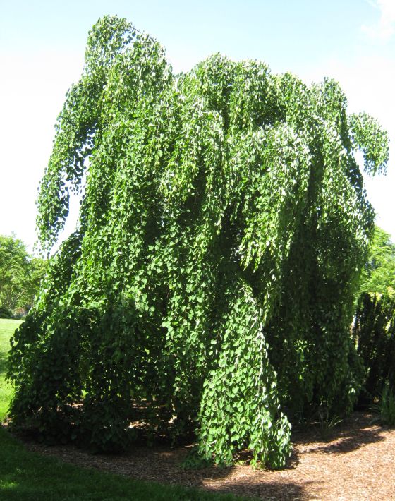 Future Plants by Randy Stewart: Katsura Tree