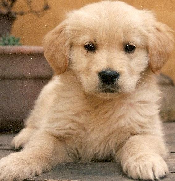 Nice dog breeds: Anunciando Scottex