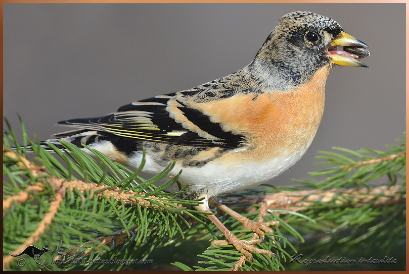 Bramblings | Focusing on Wildlife