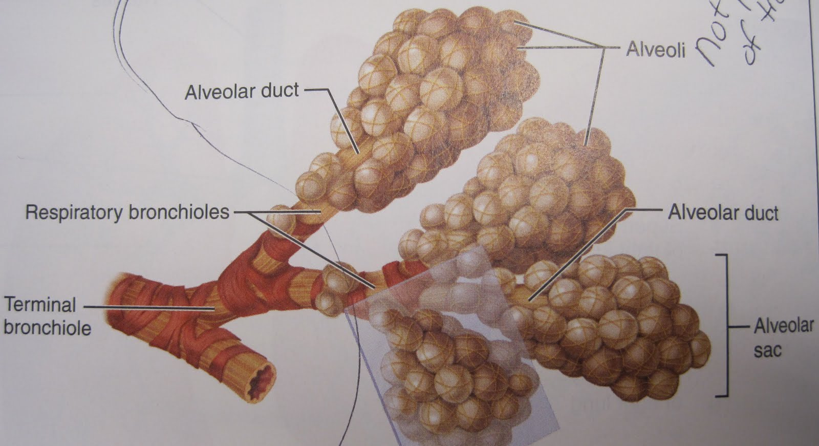 Anatomy and Physiology 2 Eportfolio: Objective 43 & 44: Respiratory ...