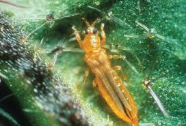 Fakta dan Pencegahan Serangan Serangga Thrips - my-proshield
