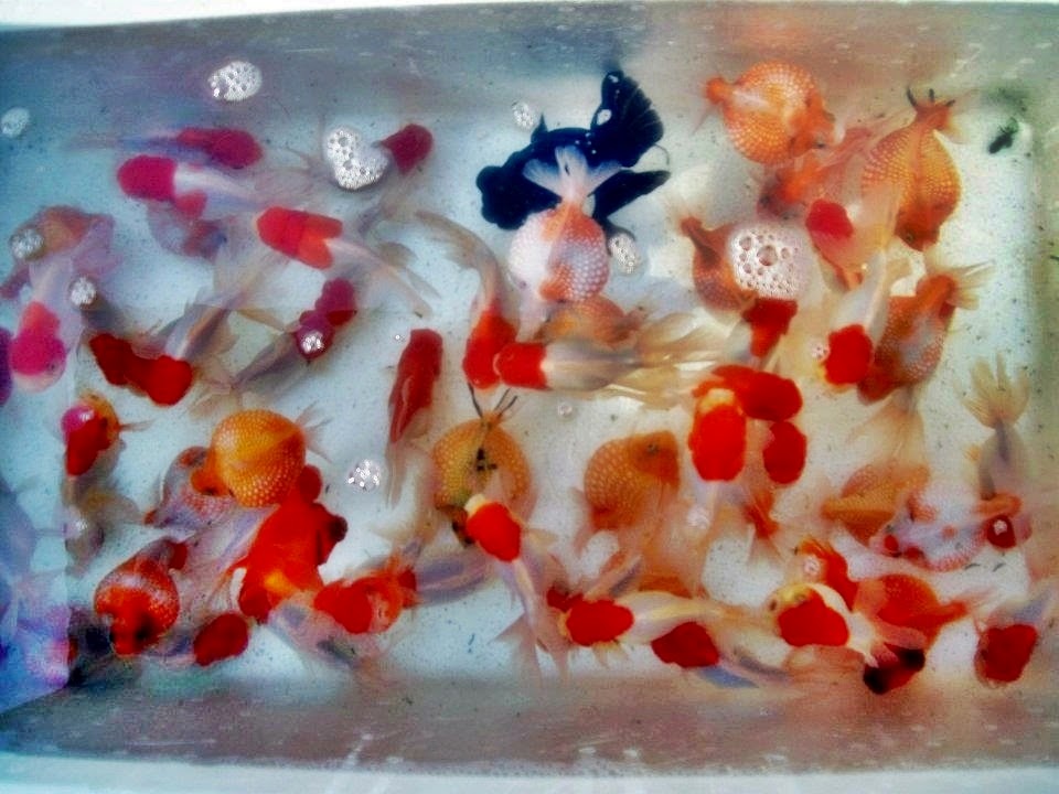 Budidaya Ikan Mas Koki Mutiara | dokter ikan