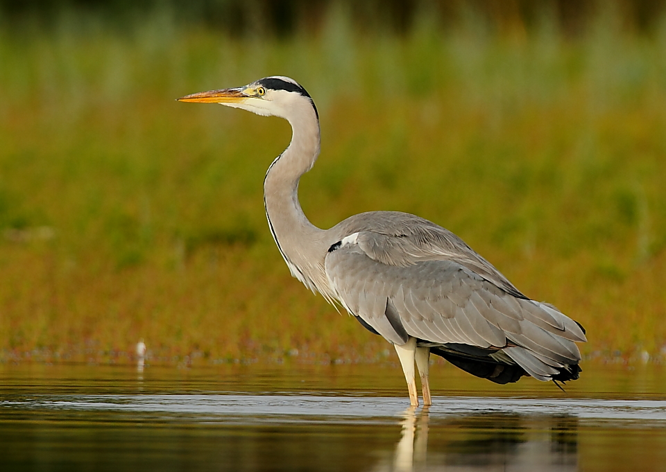 NATURAGIRONA: CICONIIFORMES