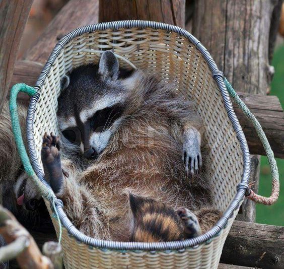 RAKUNI ( RACCOON ),predivni i nestašni rakuni uveseljavaju nas svojim ...