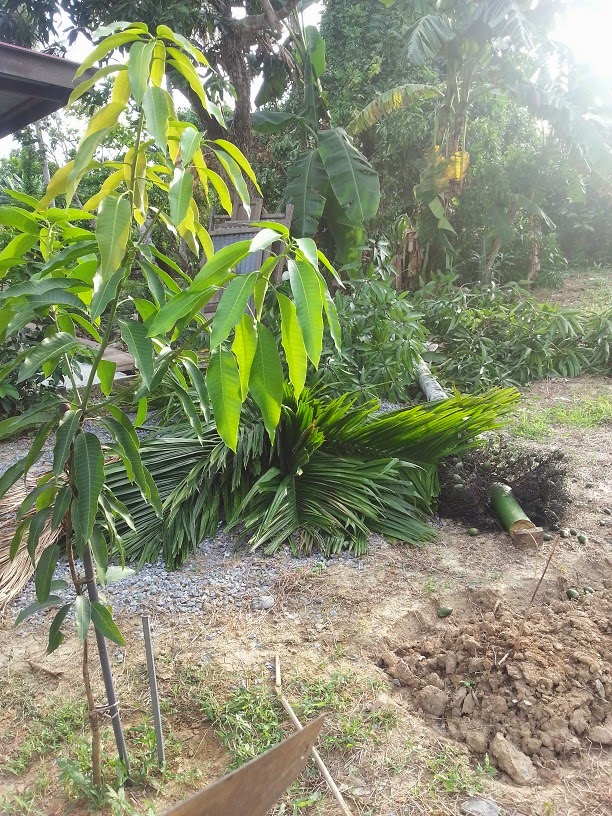 KomenSen: KISAH POKOK PINANG KALAH DENGAN POKOK PUTAT.