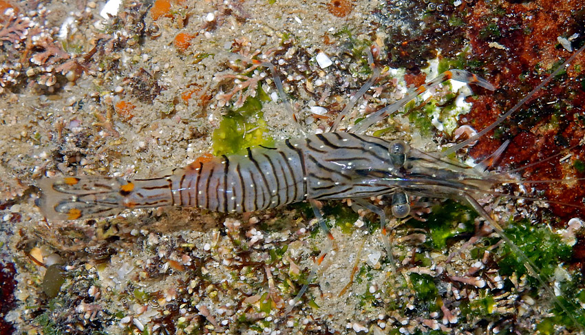 Remote Camera Trap - South Africa: The Many Legs At The Tidal Pool