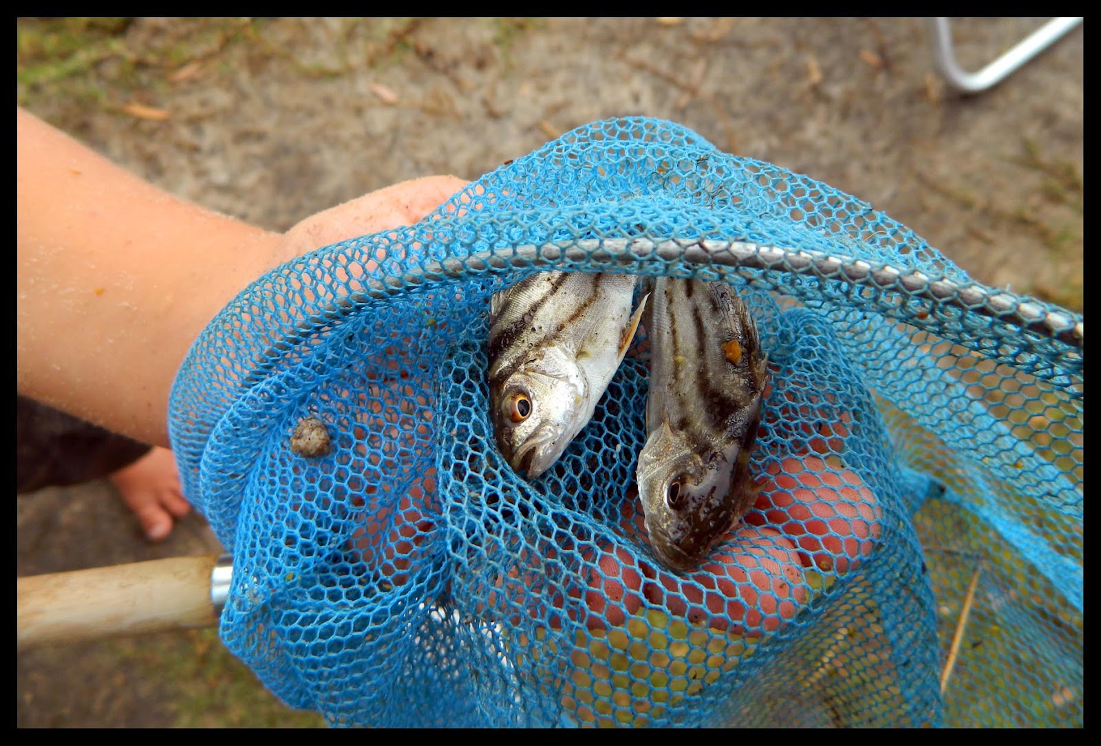 4 Oliviere: Nog 'n visvang - ma kry bietjie af...