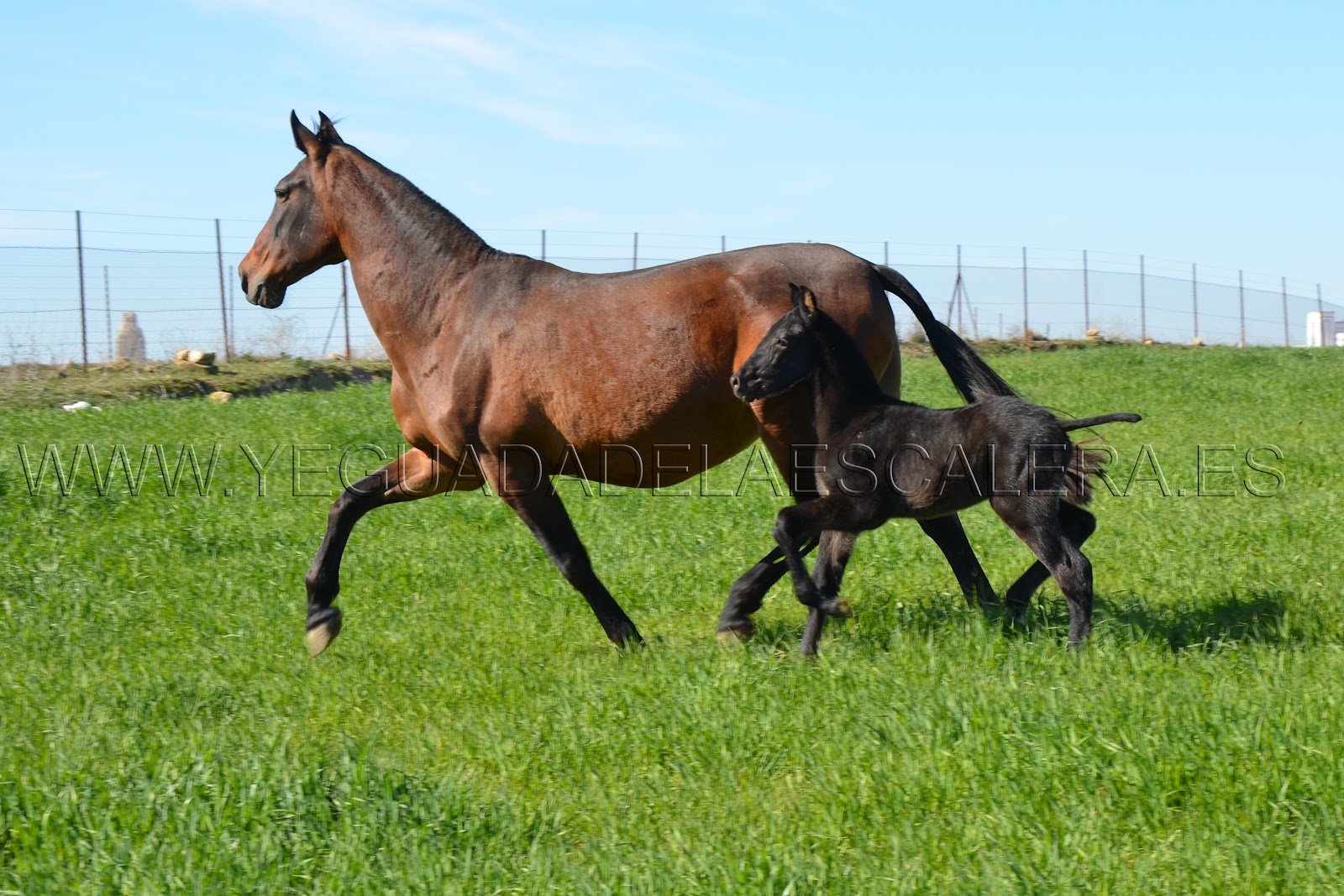 Yeguada de la Escalera: enero 2012