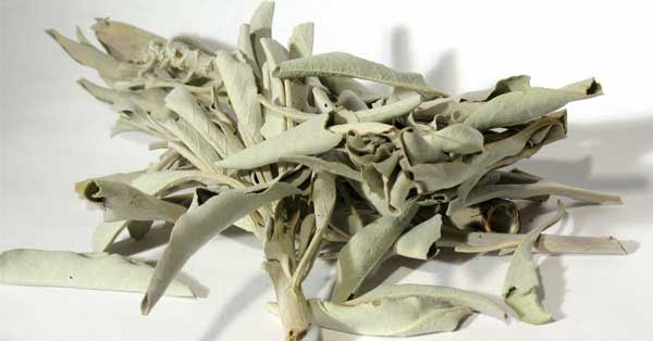 Hidden Realms ~: ~ Sacred Sage