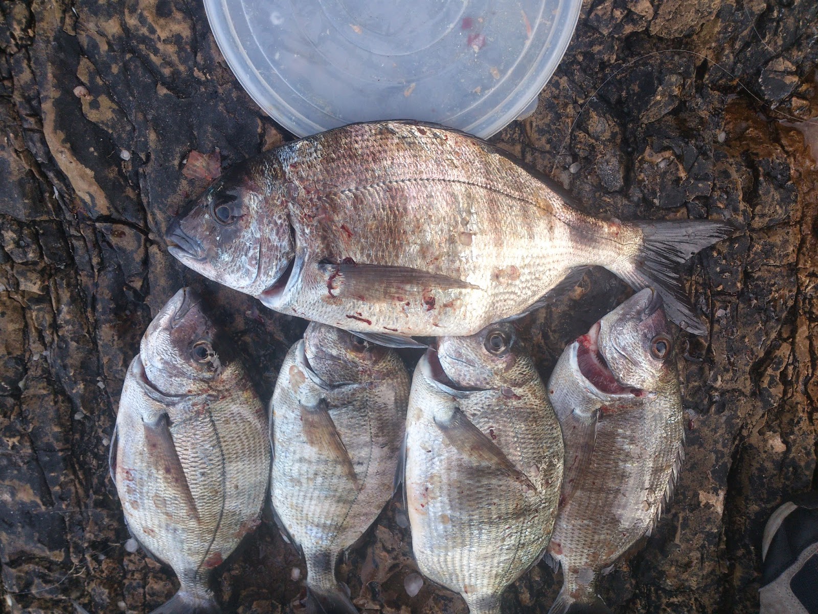 Pescando Sargos en el Cantabrico.