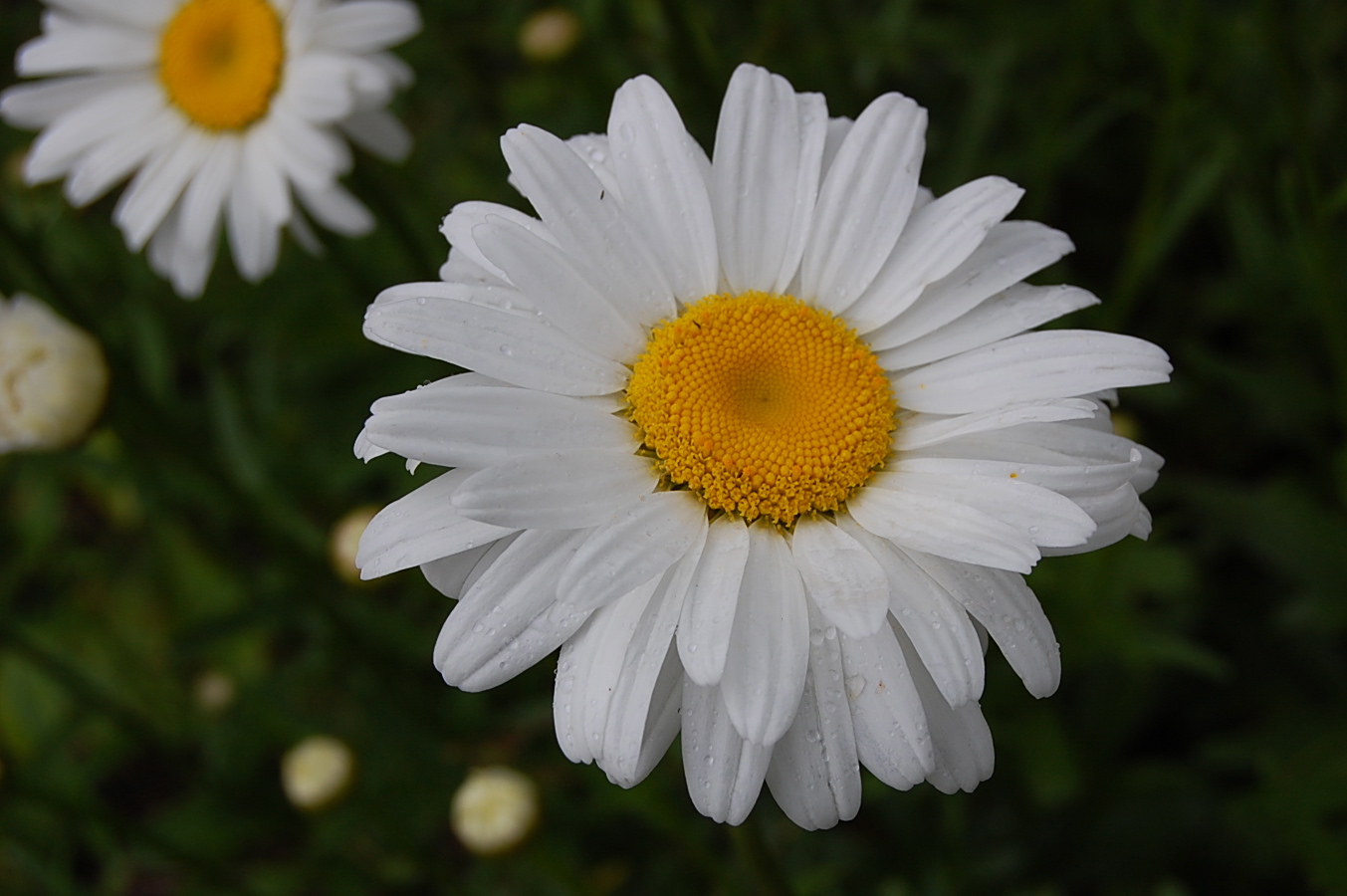 saltbox treasures: Daisies