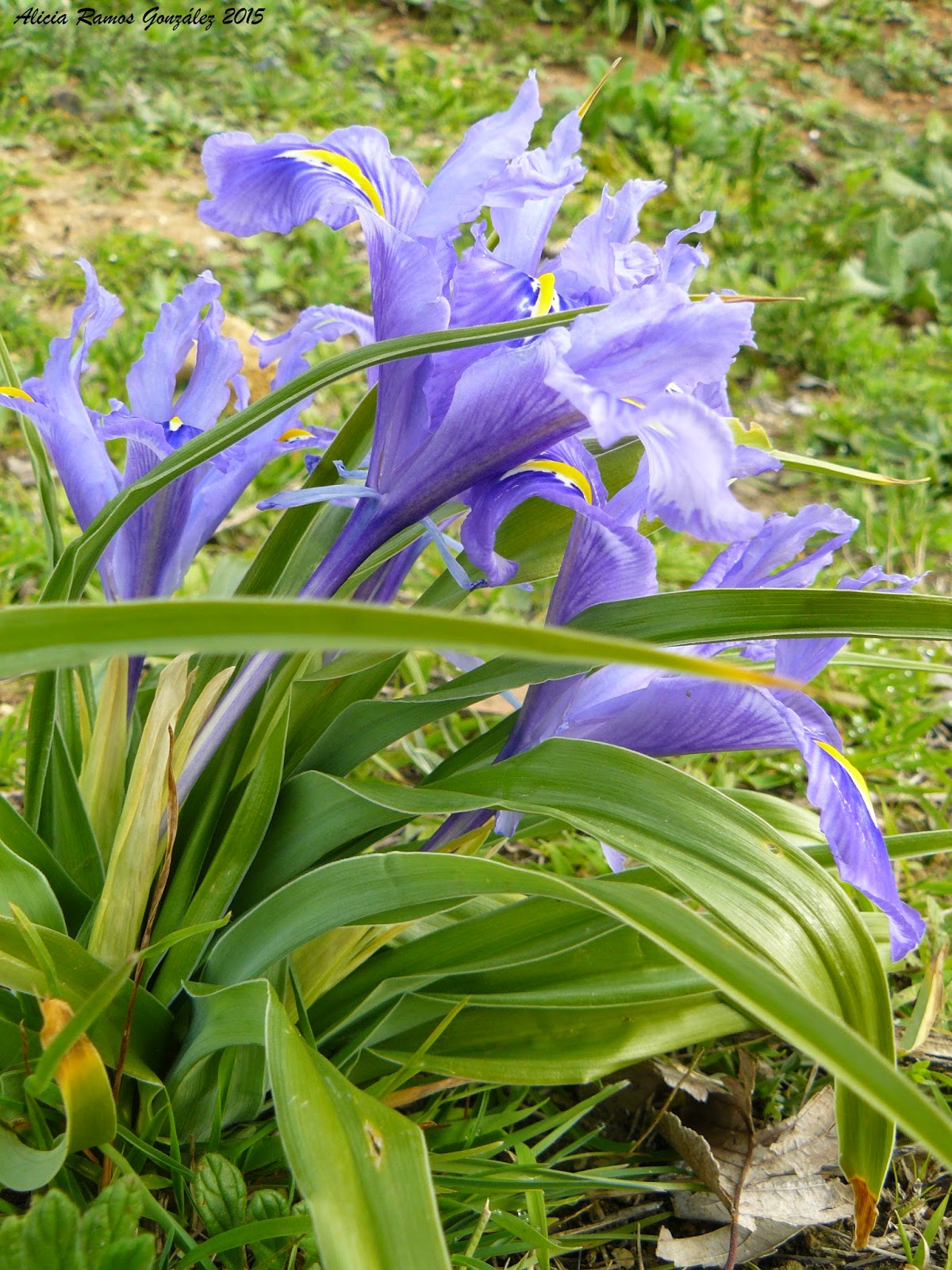 Aliki-Nature: Lirios de invierno: azules de la tierra al cielo