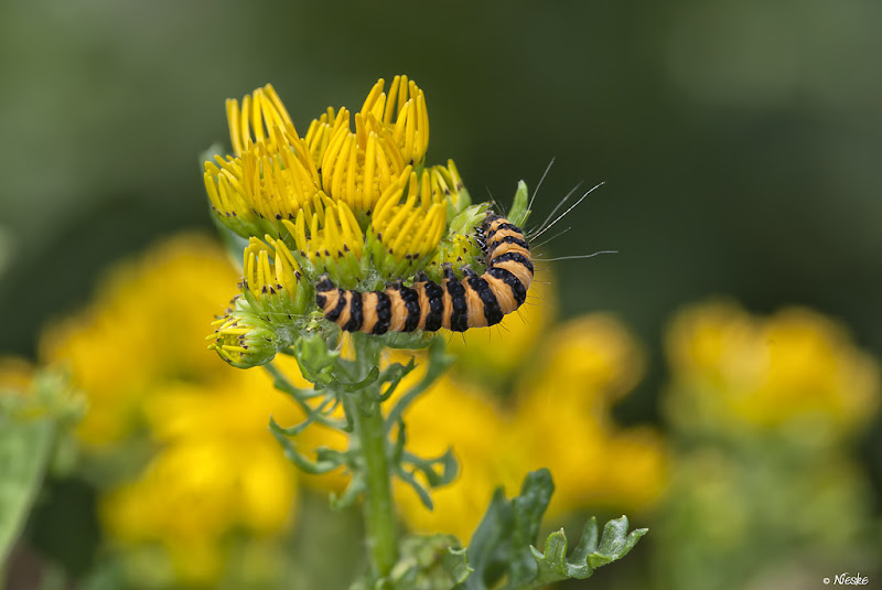 Nieske's fotosite: St Jacobsvlinder