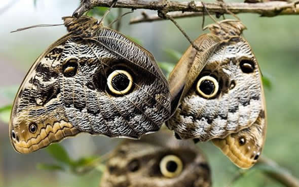 12 increíbles animales que se camuflan en la naturaleza y que te van a ...
