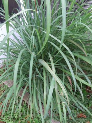 Rêve Jewellery and Accessories: Jamaican "Fever " Grass : Learn its ...