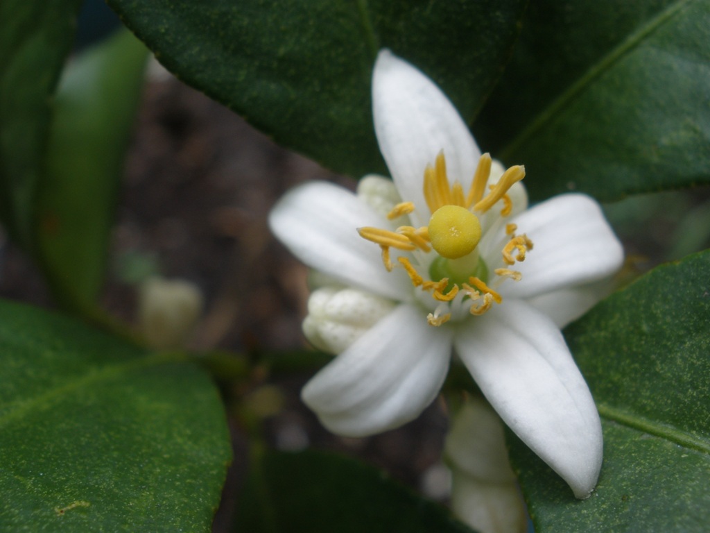 MARIETTE'S BACK TO BASICS: {Our Citrus Aurantifolia - Key Lime}